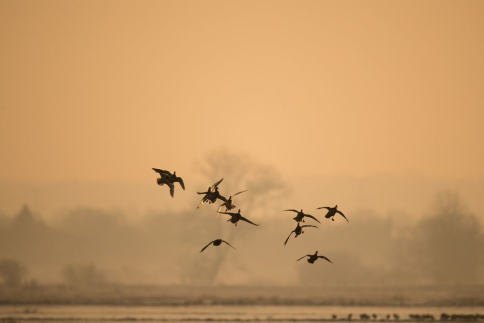 Ouverture de la chasse des oiseaux de passage et du gibier d'eau ...